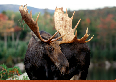 Hunting | Tippmann Outfitters